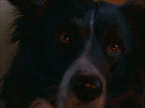 Sam | Dog Soldiers Wiki | Fandom