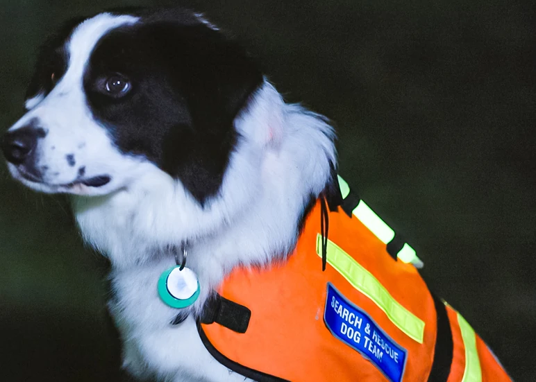 Dan | Dog Squad Wiki | Fandom