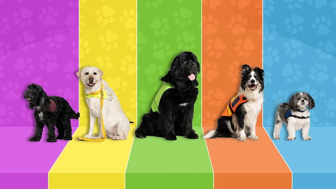 Dog Squad Wiki | Fandom