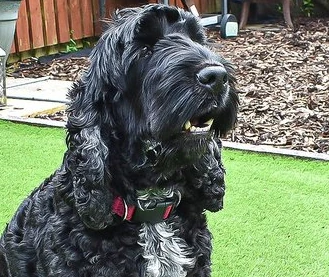 Diesel | Dog Squad Wiki | Fandom