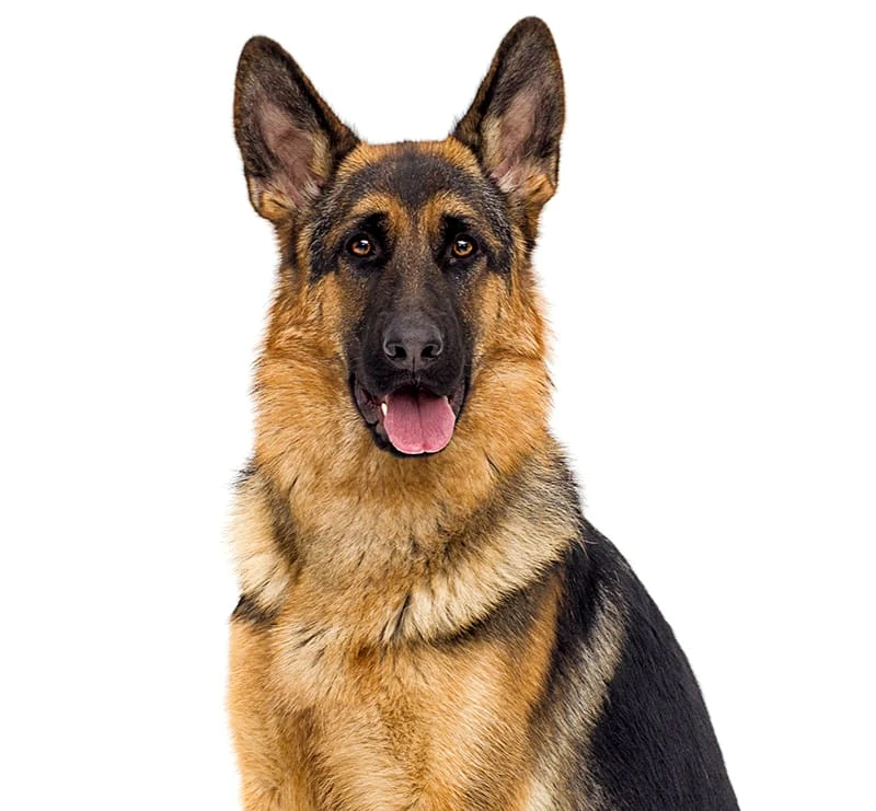 Bruce | Dog Tales Wiki | Fandom