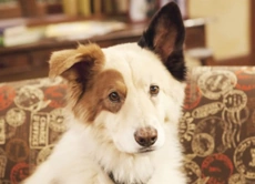 Stan | Dog With A Blog- Wiki | Fandom