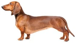Dachshund | Dog Breed Wiki | Fandom