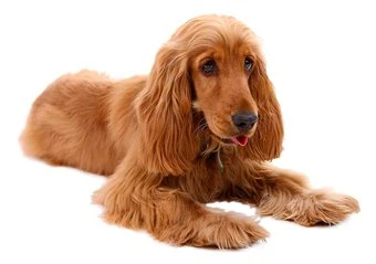 Cocker Spaniel | Dog Breed Wiki | Fandom