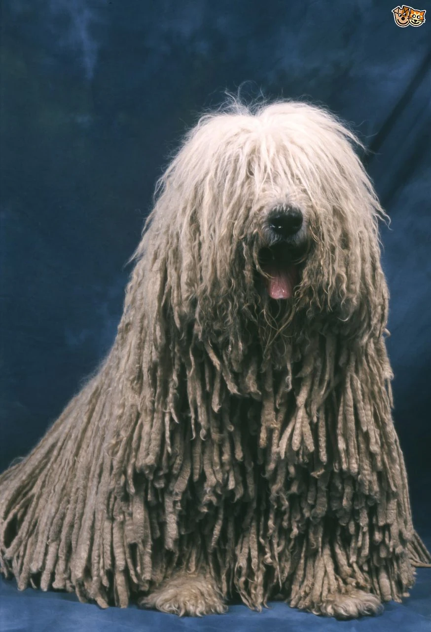 Komondor | Dog Breed Wiki | Fandom
