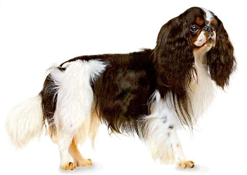 English Toy Spaniel | Dog Breed Wiki | Fandom