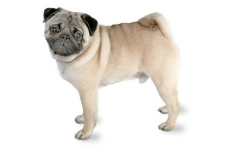 Pug | Dog Breed Wiki | Fandom