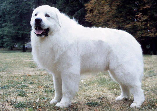 Great Pyrenees | Dog Breed Wiki | Fandom