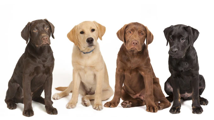 Labrador Retriever | Dog Breed Wiki | Fandom