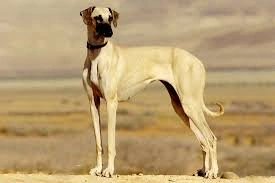 Sloughi | Dog Breed Wiki | Fandom