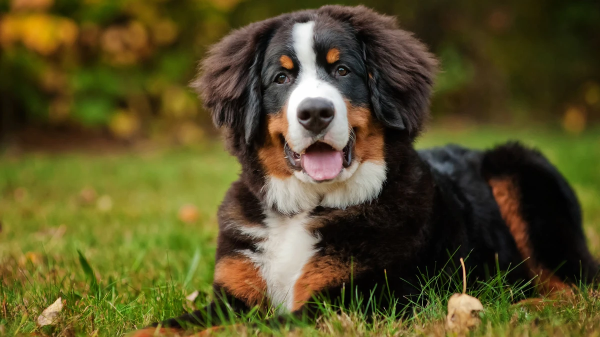 Bernese Mountain Dog | Dog Breed Wiki | Fandom