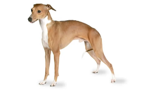 Greyhound | Dog Breed Wiki | Fandom
