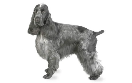 English Cocker Spaniel | Dog Breed Wiki | Fandom