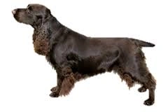 Field Spaniel | Dog Breed Wiki | Fandom