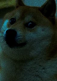 Phase 2 | Doge becoming supernatural Wiki | Fandom