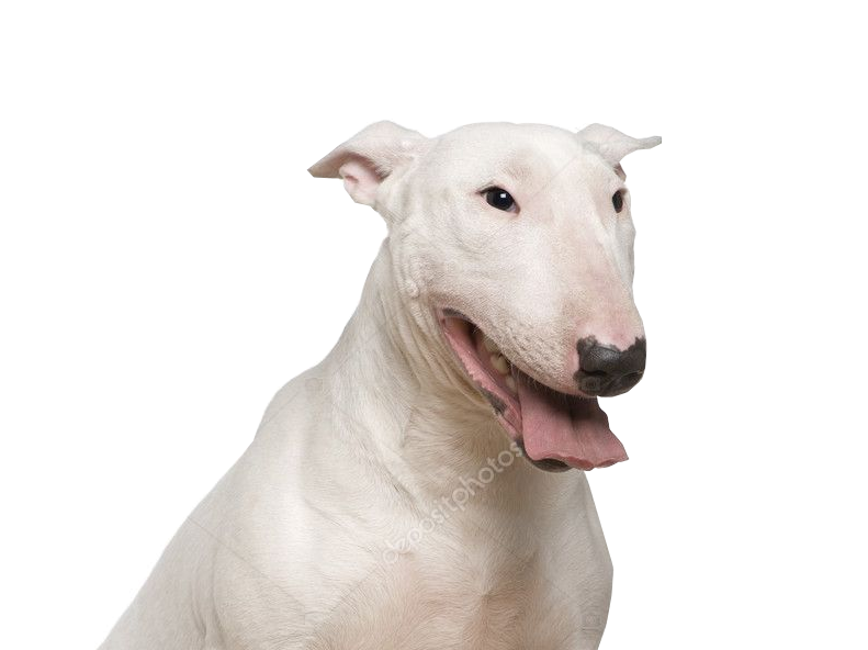 Mike | Dogelore Wiki | Fandom