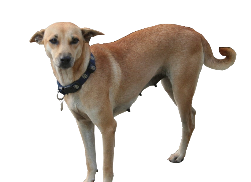 Neneng | Dogelore Wiki | Fandom