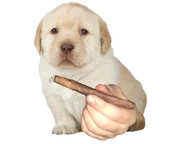 Perro | Dogelore Wiki | Fandom