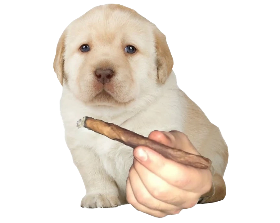 Perro | Dogelore Wiki | Fandom