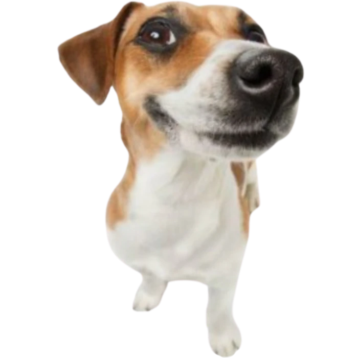 Beagles brother | Doges Nextbots Wiki | Fandom