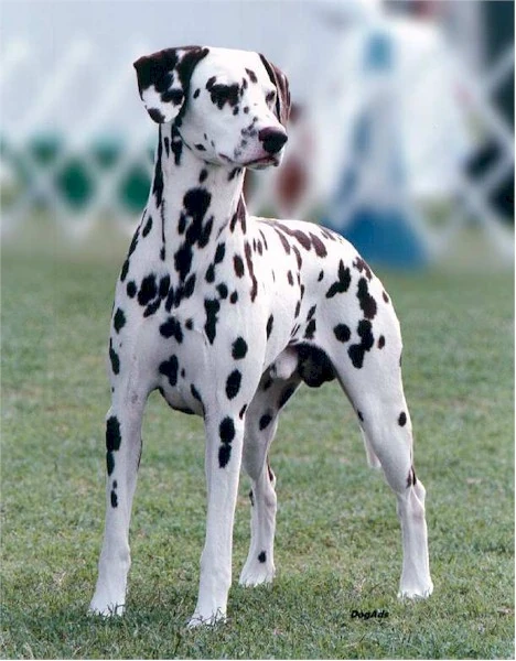 Dalmation | Dog Wiki | Fandom