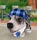 Enzo | The Dog Island Wiki | Fandom