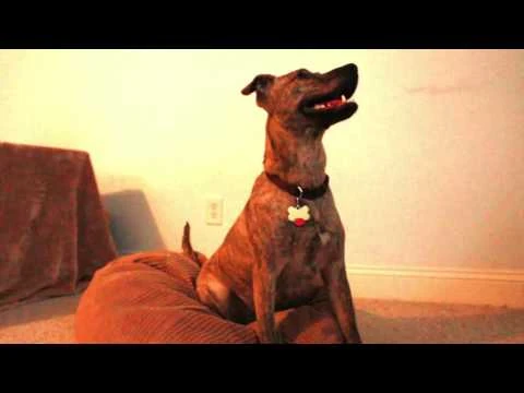 Live Action Dog of Wisdom | Dog of Wisdom Wiki | Fandom