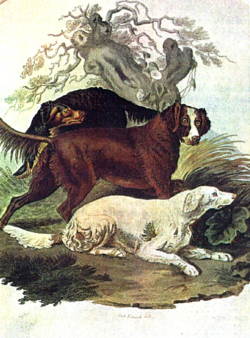 Сеттер | Собакопедия вики | Fandom