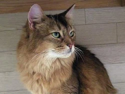 Somali | Dogs and Cats Wiki | Fandom