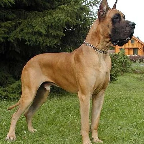 Fawn Merle Great Dane