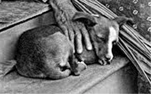 Hawaiian Poi Dog | Dogs and Cats Wiki | Fandom