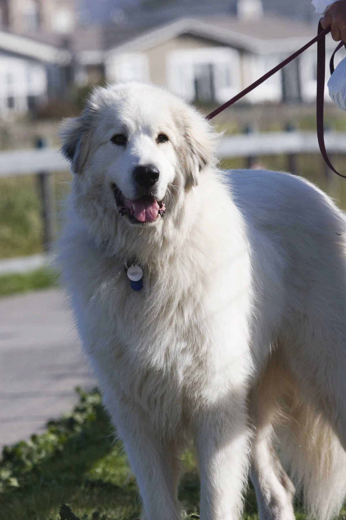 Great Pyrenees | Dogs and Cats Wiki | Fandom
