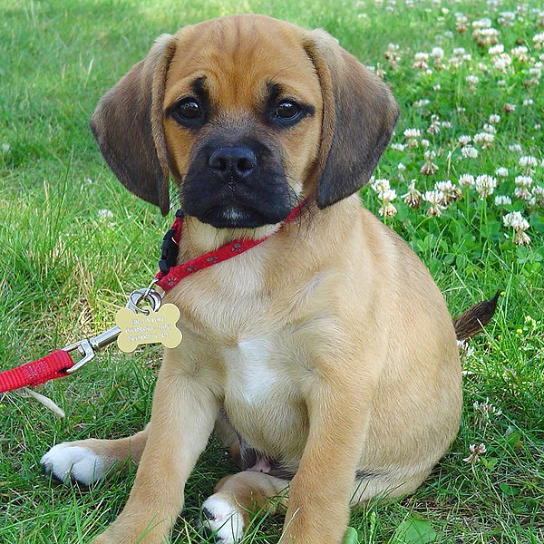 Puggle | Dogs and Cats Wiki | Fandom