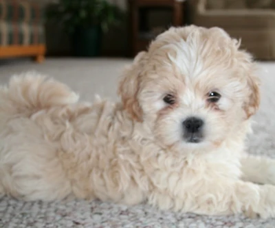 How Big Do Shih Poo Puppies Get