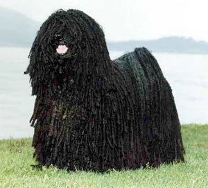 Puli | Dogs and Cats Wiki | Fandom