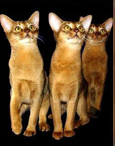 Abyssinian | Dogs and Cats Wiki | Fandom
