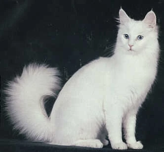 Turkish Angora | Dogs and Cats Wiki | Fandom