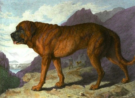 Alpine Mastiff | Dogs and Cats Wiki | Fandom