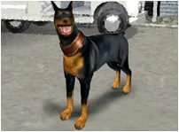 Killer (Doberman) | Dog's life Wiki | Fandom