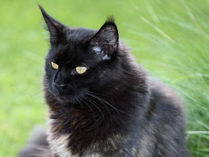 Fuzz | Dogs of The Drowned City Wiki | Fandom