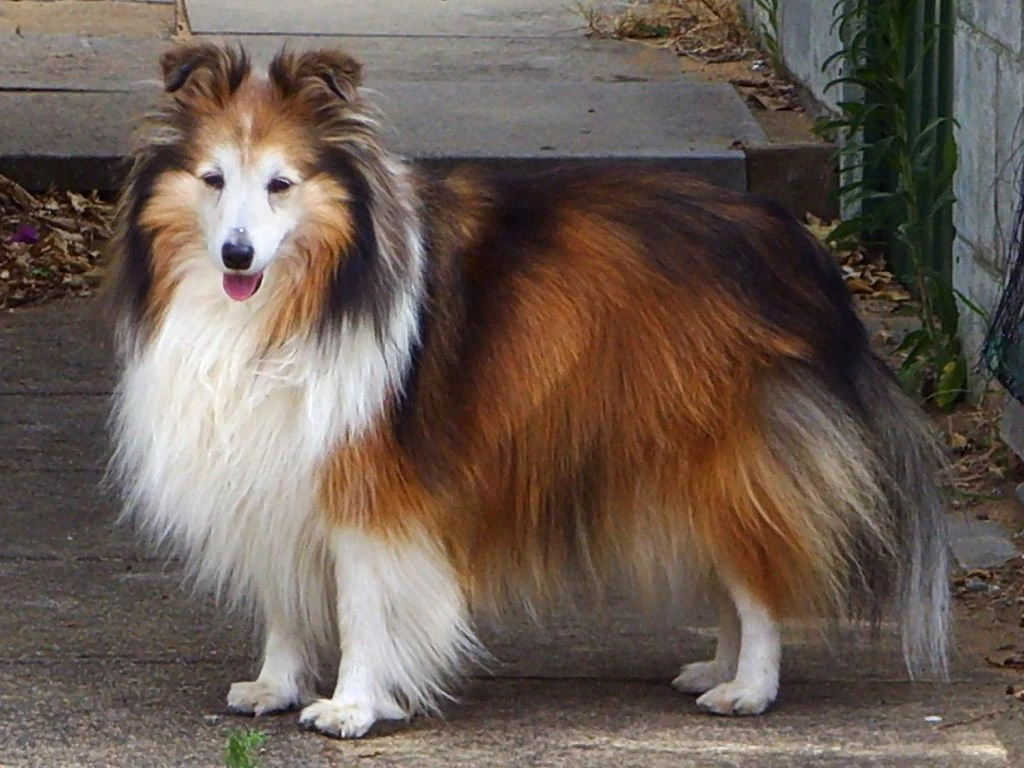 Ginny | Dogs of The Drowned City Wiki | Fandom