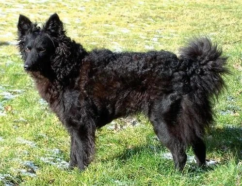 Hungarian Mudi | Dogs and Puppies Wiki | Fandom