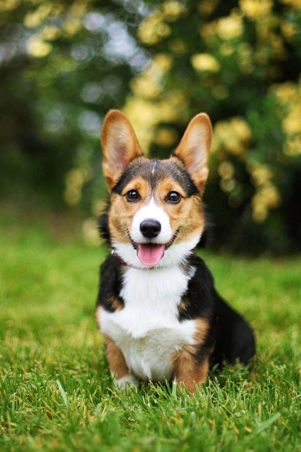 Pembroke Welsh Corgi | Dogs and Puppies Wiki | Fandom