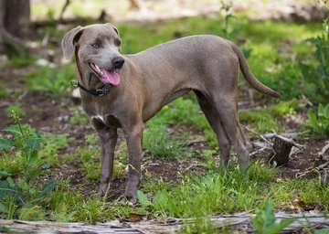Colors Blue Lacy Pups