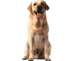 Labradinger | Dogs and Puppies Wiki | Fandom