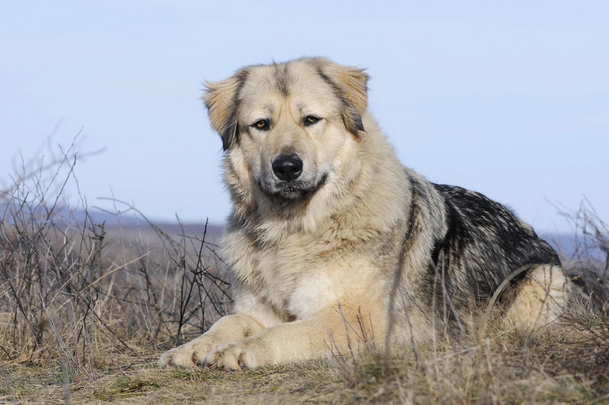 Caucasian Ovcharka | Dogs and Puppies Wiki | Fandom