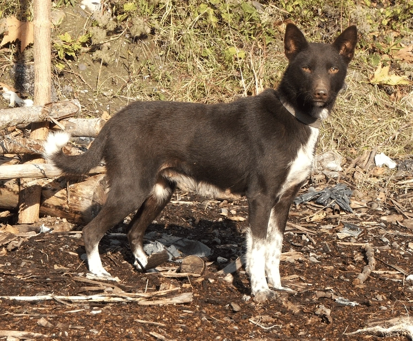 Turkish Zerdava | Dogs and Puppies Wiki | Fandom