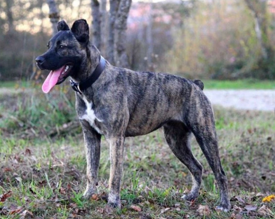 Saint Miguel Cattle Dog | Dogs and Puppies Wiki | Fandom