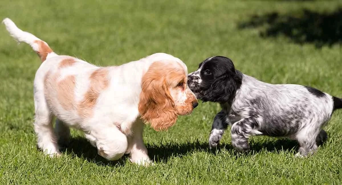 Cocker Spaniel | Dogs and Puppies Wiki | Fandom