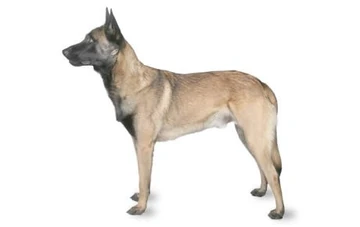 belgian malinois coloring pages